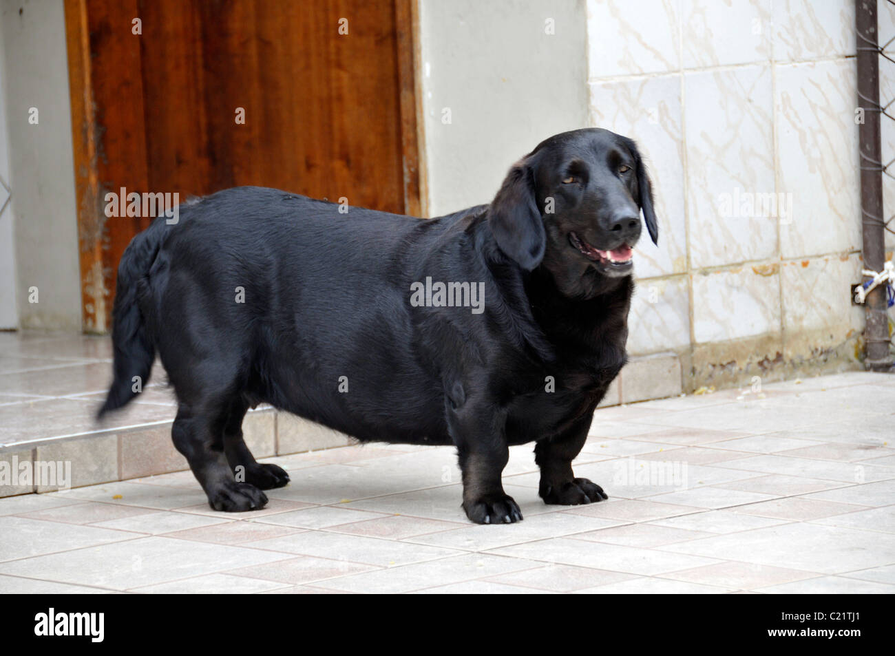 Chien, 'Labrahund', croisement entre un Labrador et un teckel ...