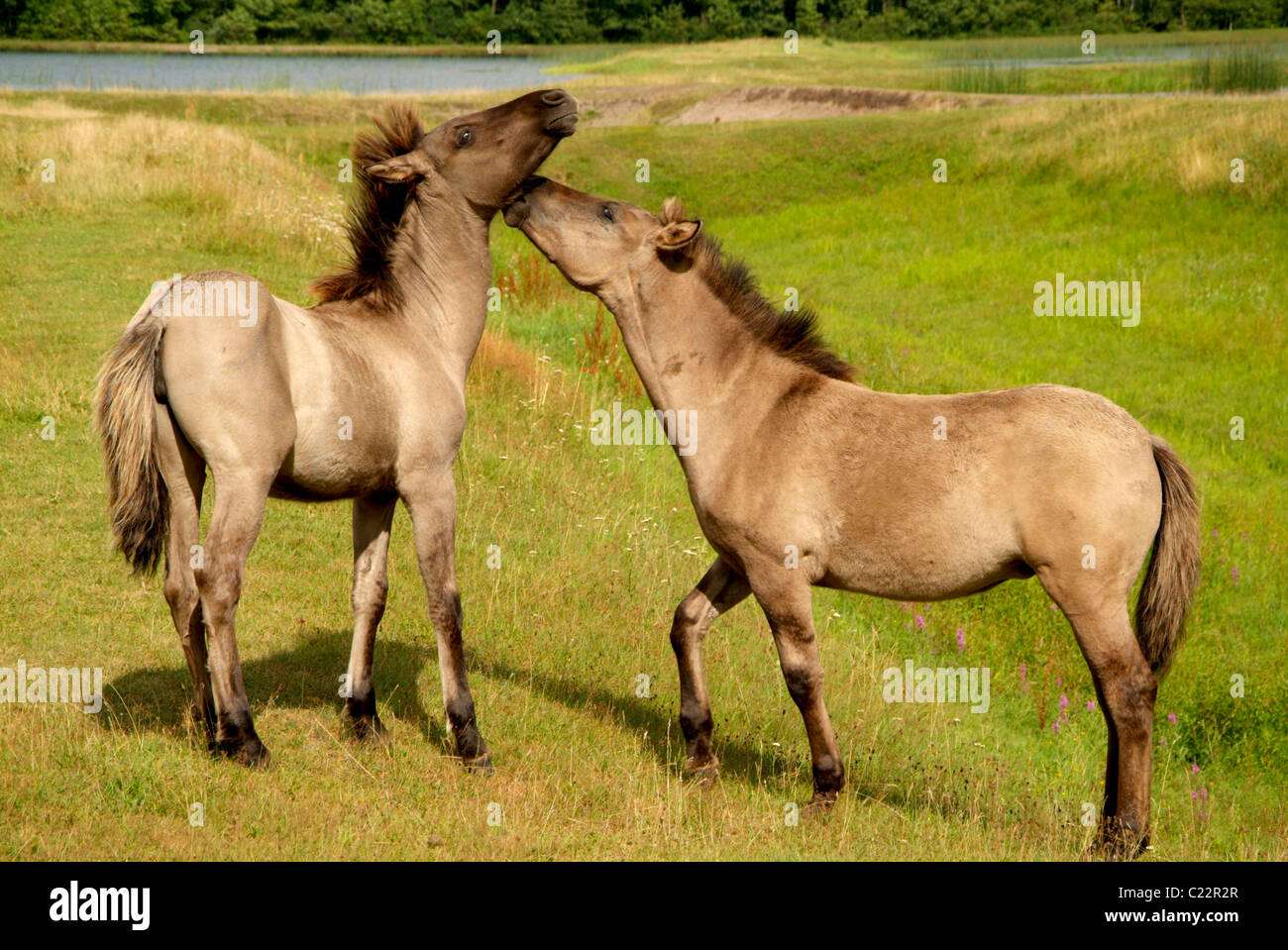 Cheval polonais Banque de photographies et d’images à haute résolution ...