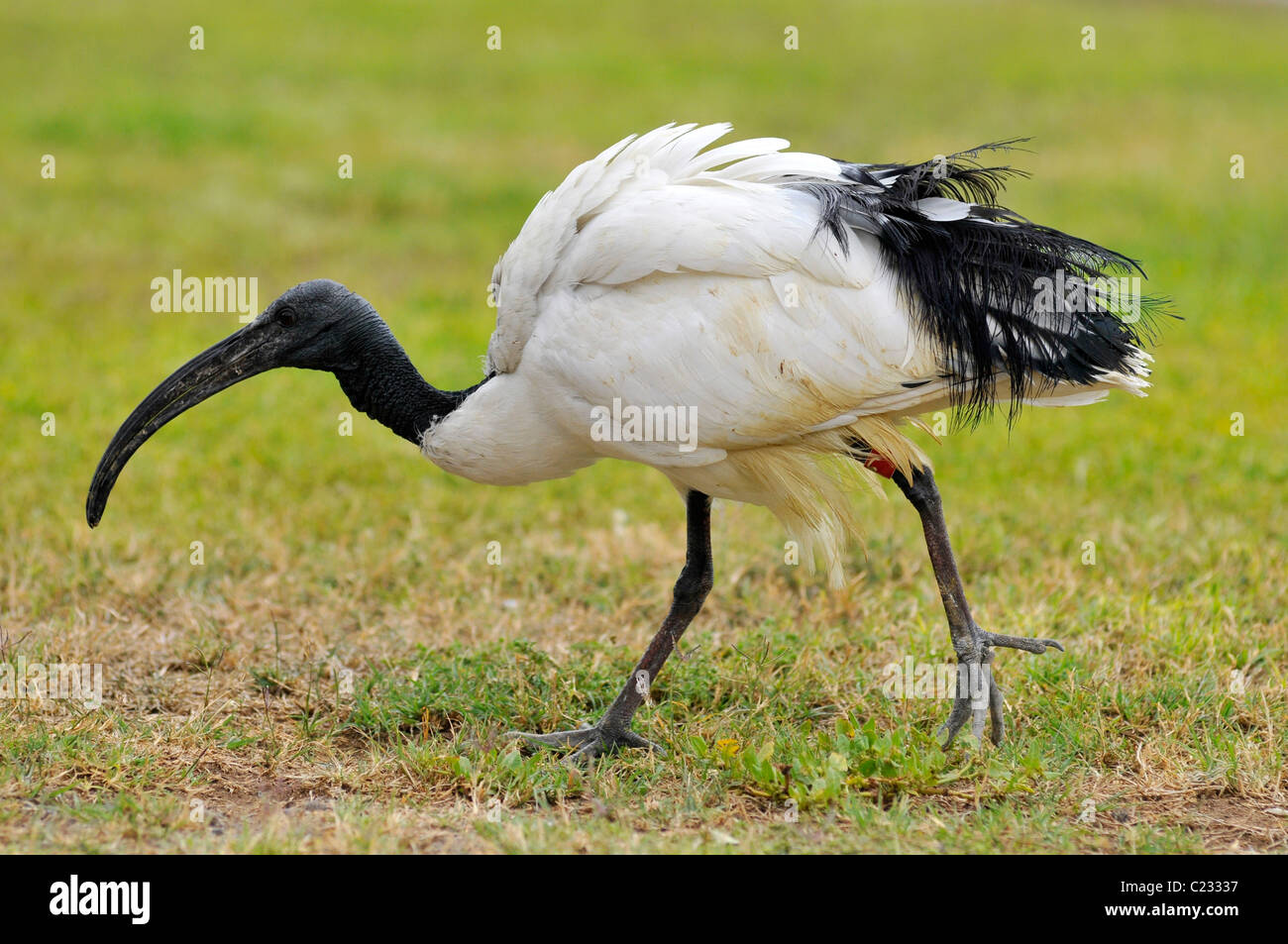 African sacred ibis threskiornis aethiopicus Banque de photographies et ...