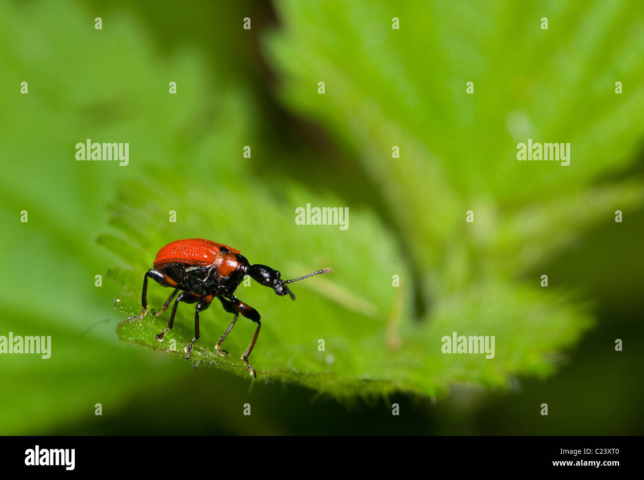 Apoderus coryli Banque de photographies et d’images à haute résolution ...