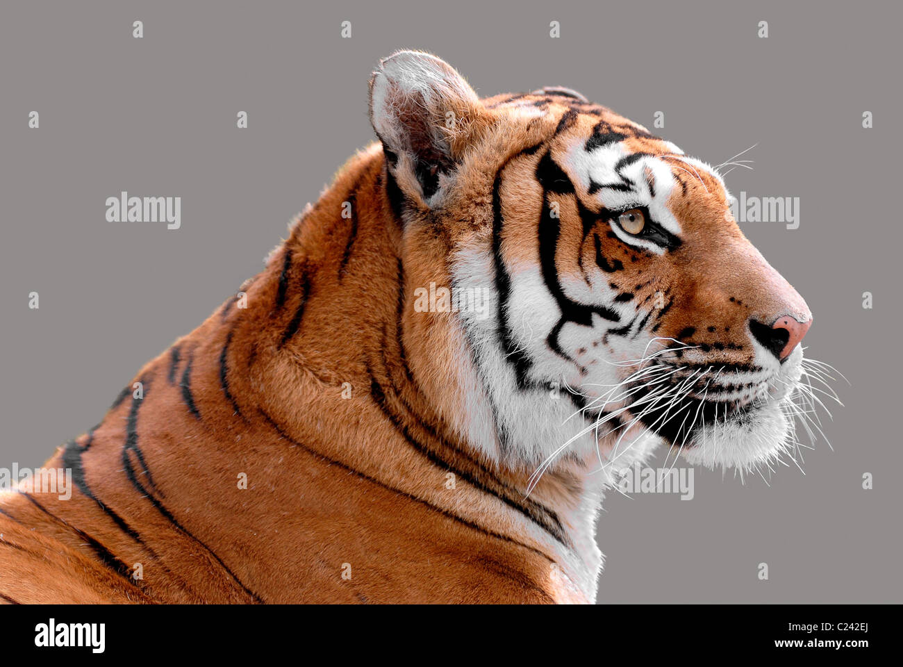 Profil De Tigre Grognant Tigre De Profil : Résultats (16 Mille)