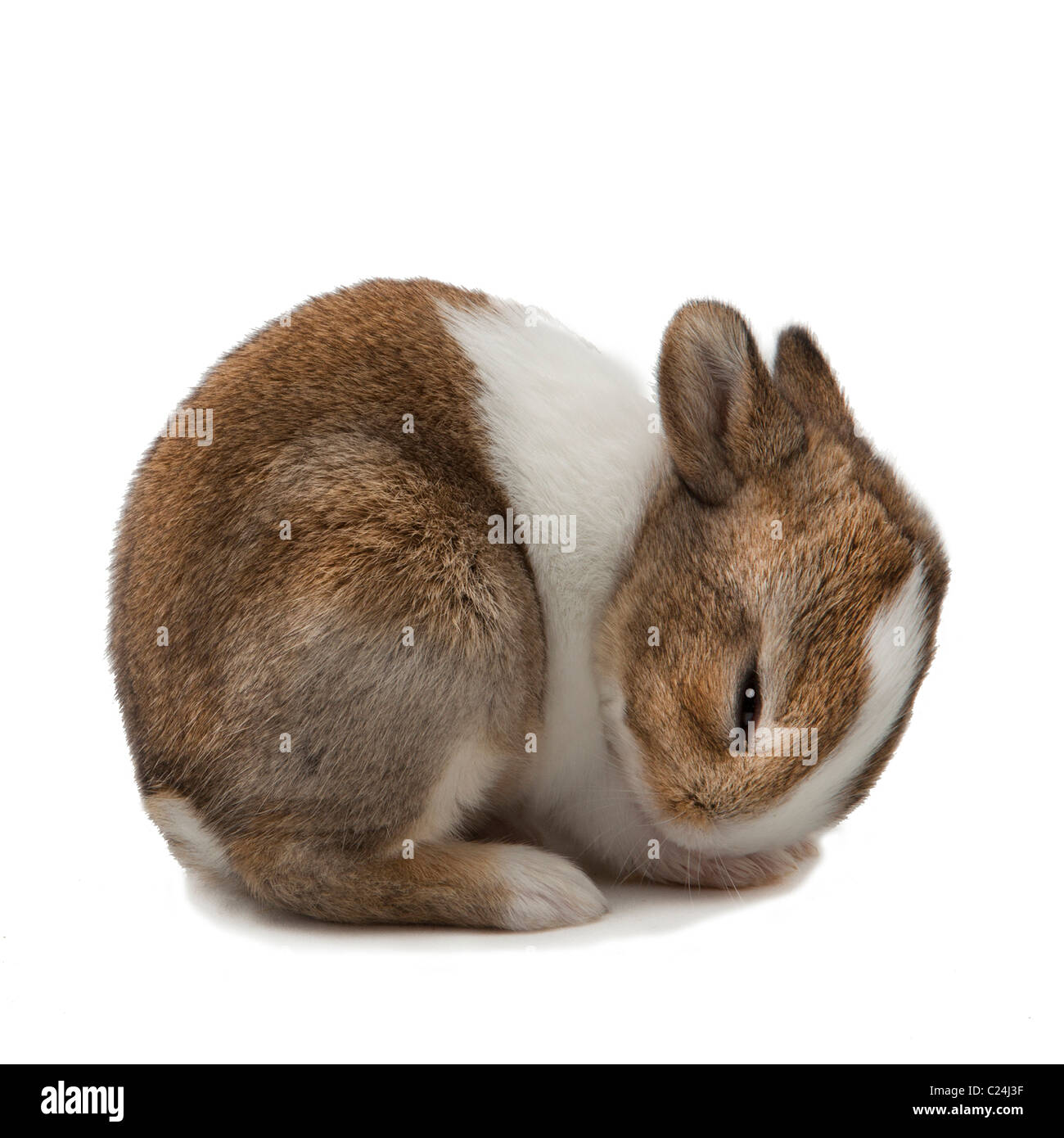 Les animaux domestiques Banque de photographies et d’images à haute ...