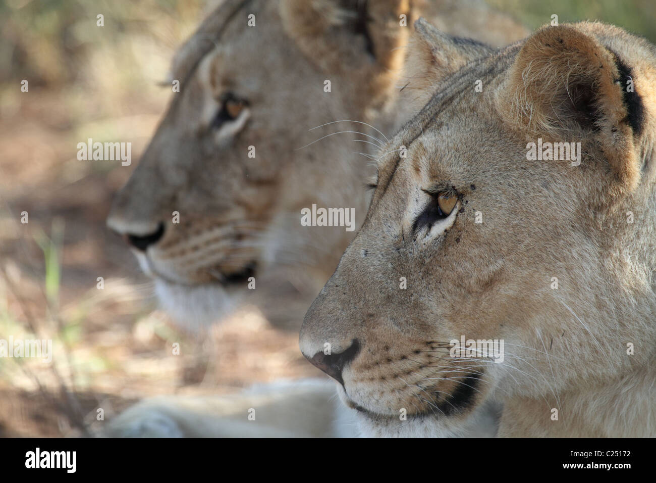 Accouplement de lion et lionne Banque de photographies et d’images à ...