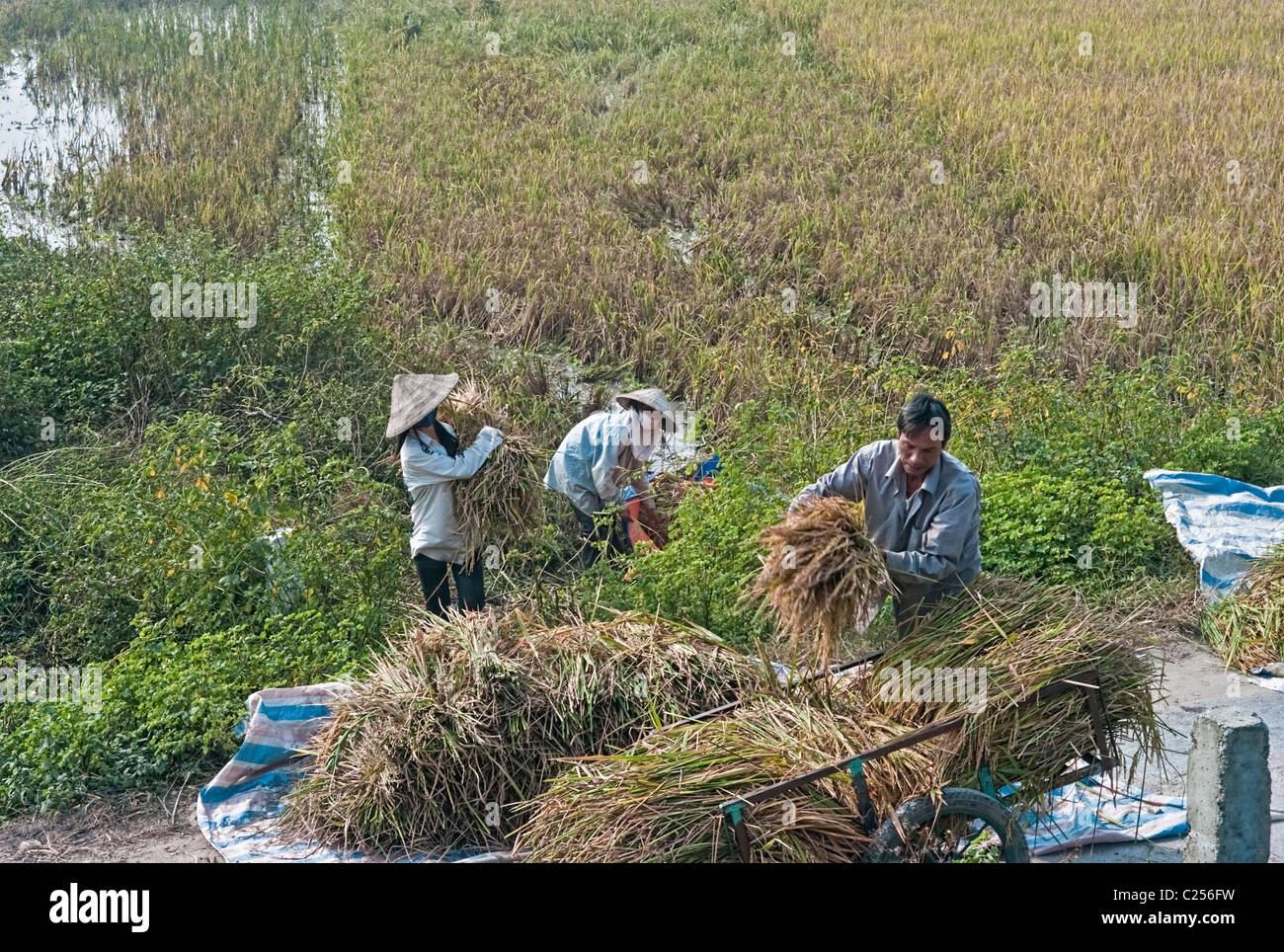 Rice field workers vietnam Banque de photographies et d’images à haute ...