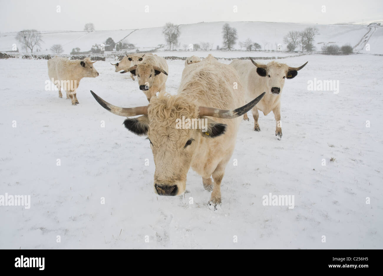 Ecton hill Banque de photographies et d’images à haute résolution - Alamy