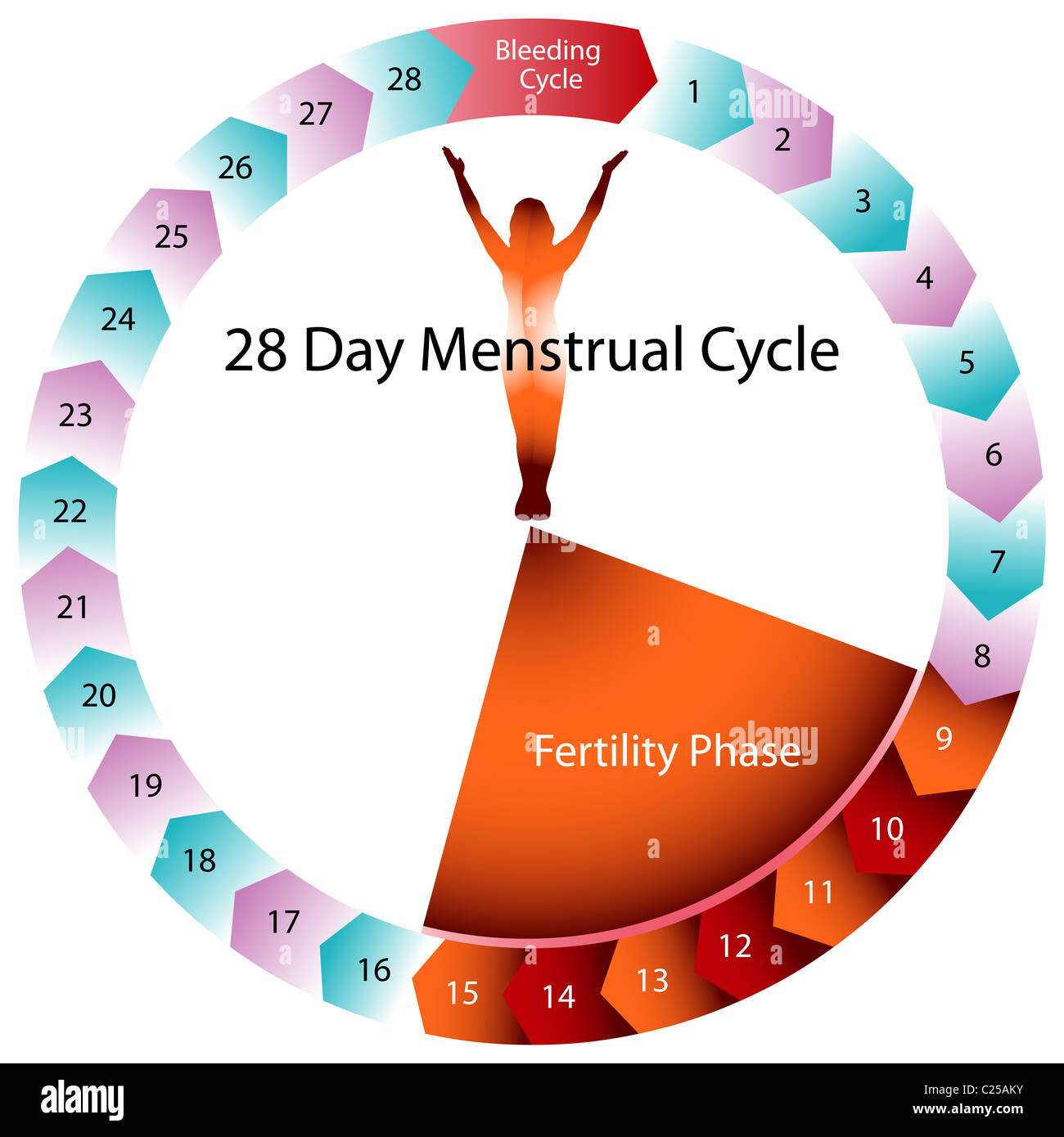 Une image d'un diagramme du cycle menstruel Photo Stock - Alamy