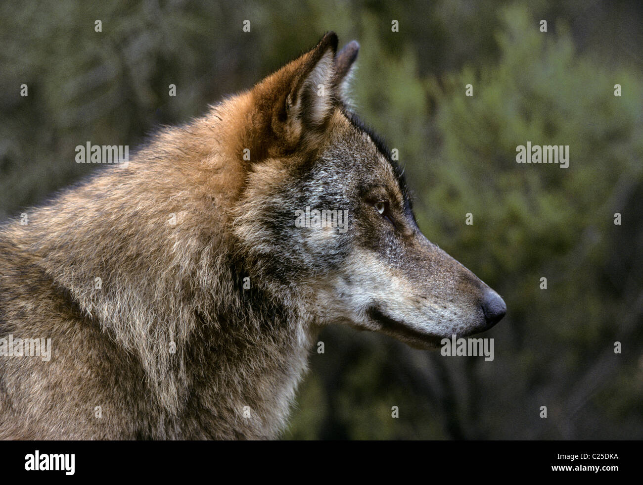 Loup Ibérique (Canis lupus signatus) Espagne, Portugal. En captivité ...