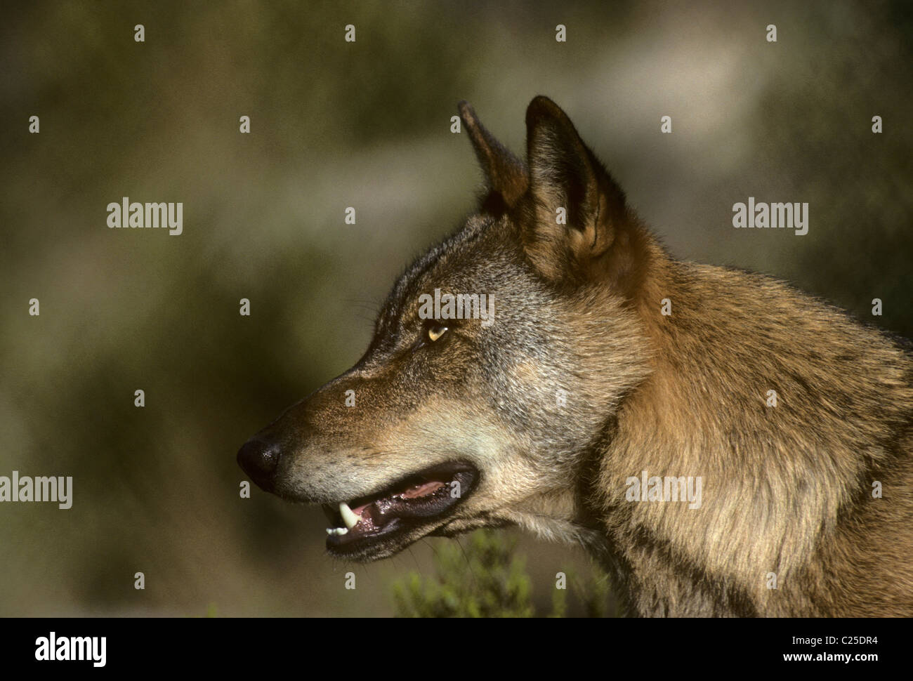 Loup Ibérique (Canis lupus signatus) Espagne, Portugal. En captivité ...