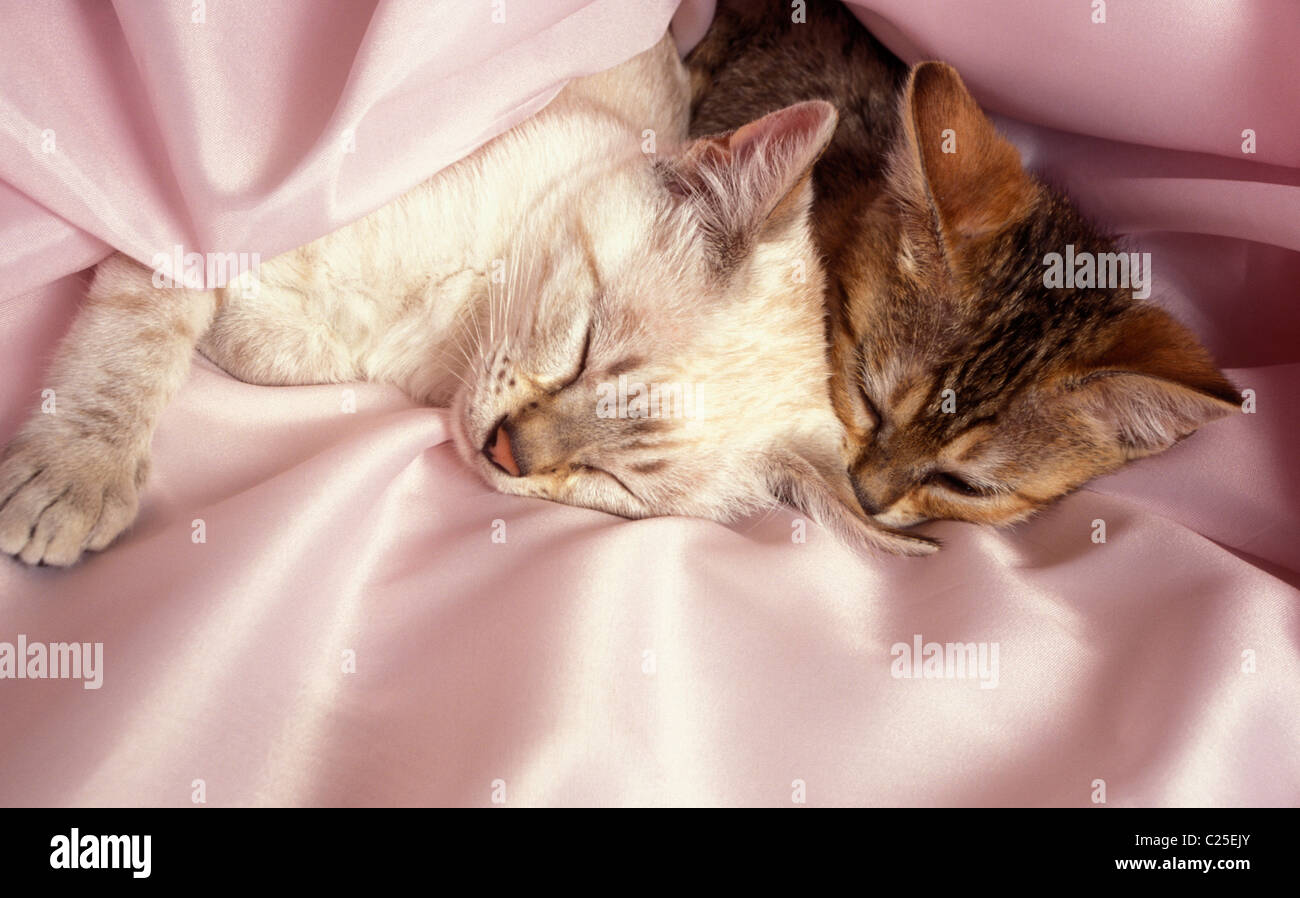Les chats endormis Banque de photographies et d’images à haute ...