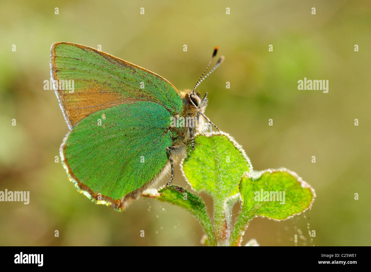 Mèche de cheveux vert Banque de photographies et d’images à haute ...
