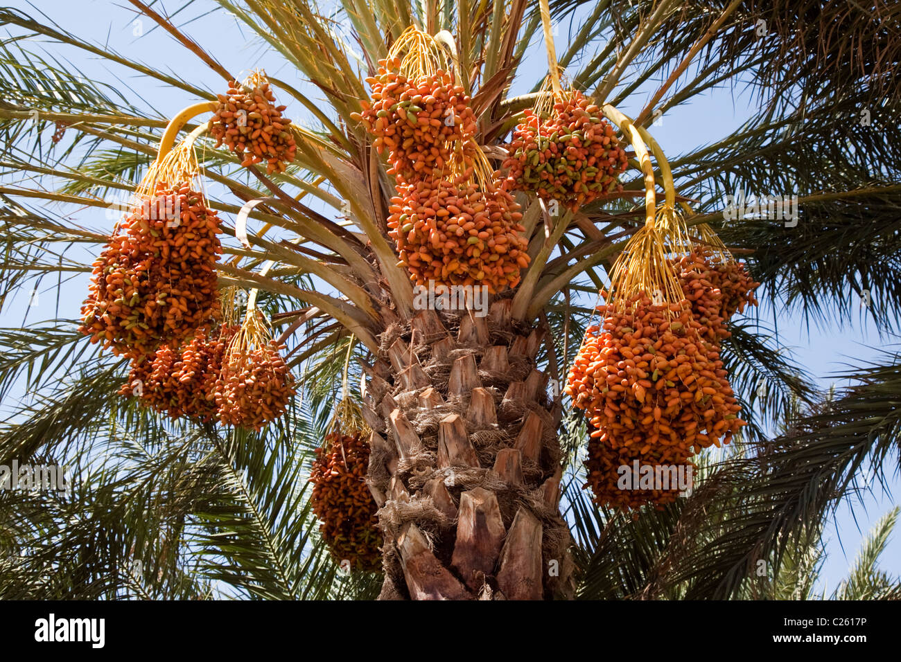 Dates sur un arbre à Douz, oasis dans la Tunisie célèbre pour ses dates ...