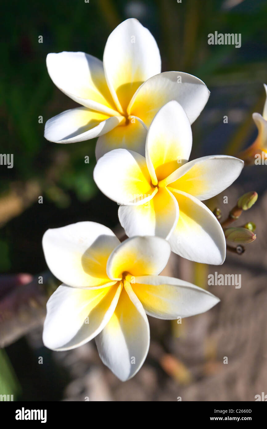 Tiare flower tahiti Banque de photographies et d’images à haute ...