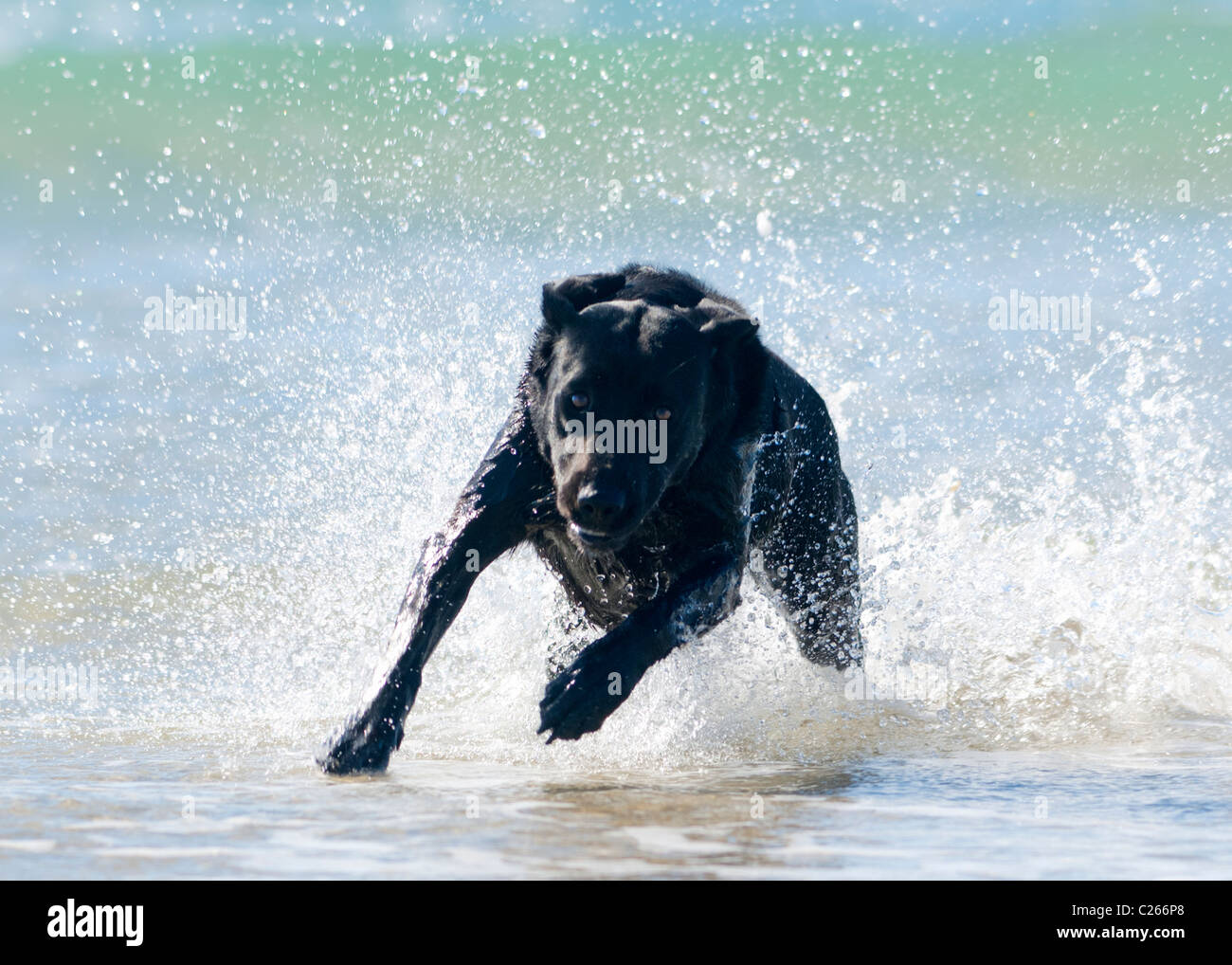 Black labrador in water Banque de photographies et d’images à haute ...