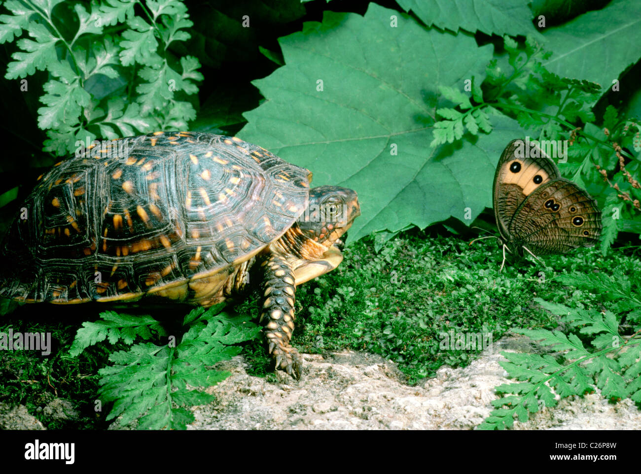 Tortue boîte ornée de sexe féminin se retrouve face à face avec un beau ...