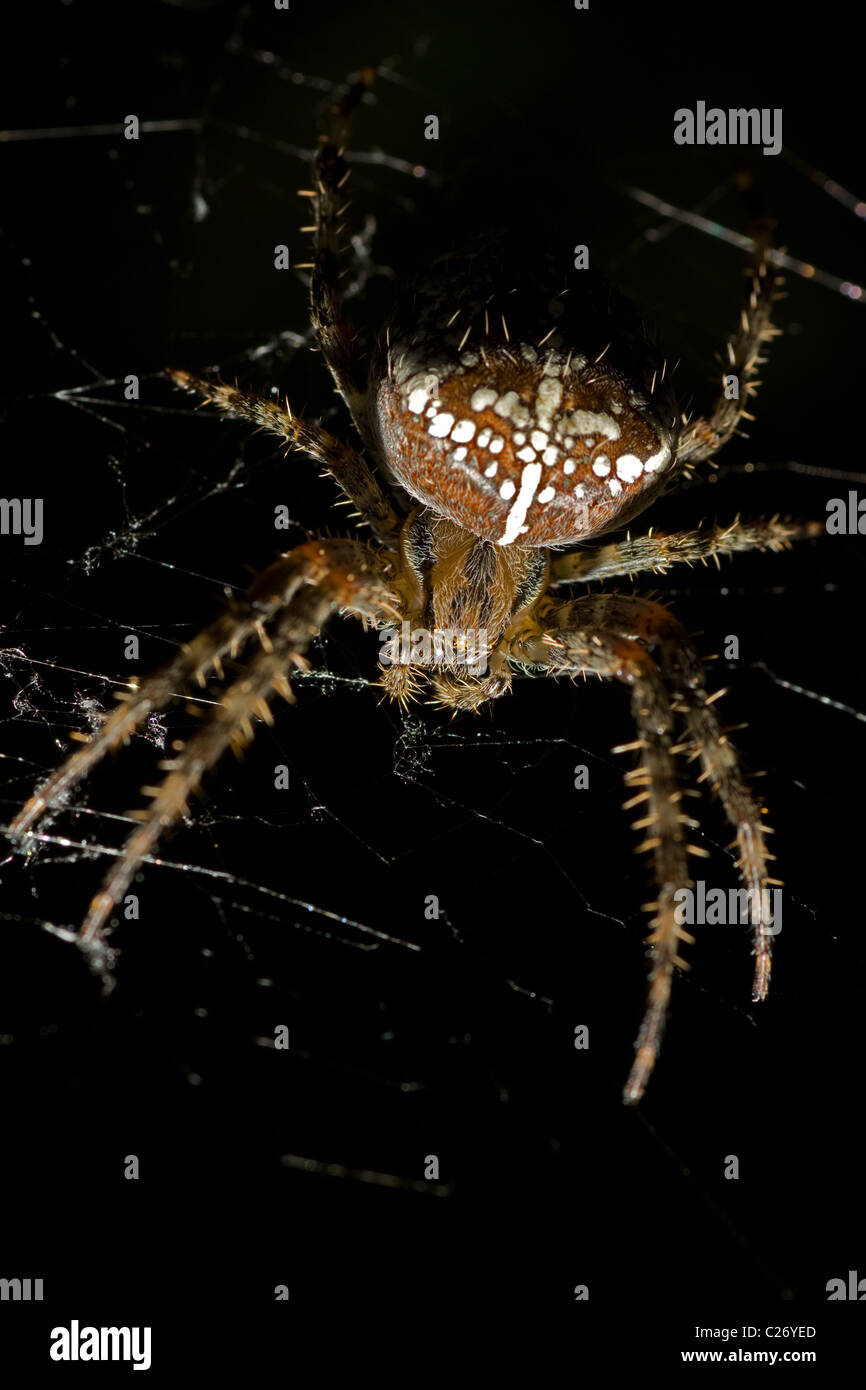 Insecte terrifiant Banque de photographies et d’images à haute ...