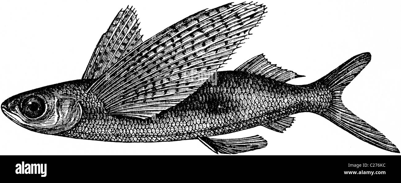 Exocoetidae flying fish marine Banque de photographies et d’images à ...