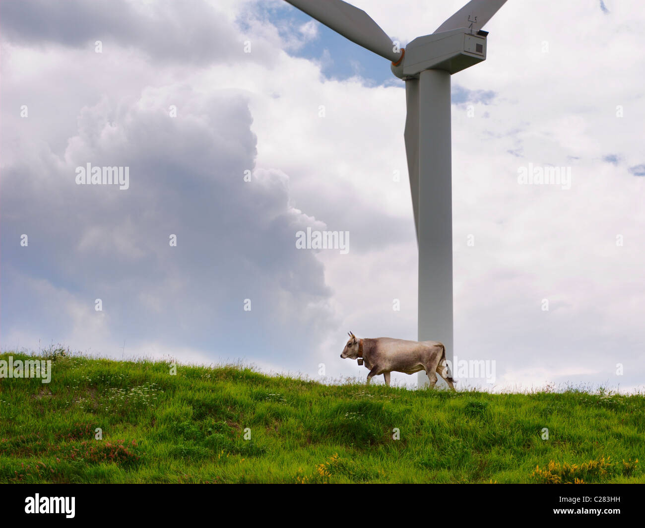 Vache qui marche Banque de photographies et d’images à haute résolution ...
