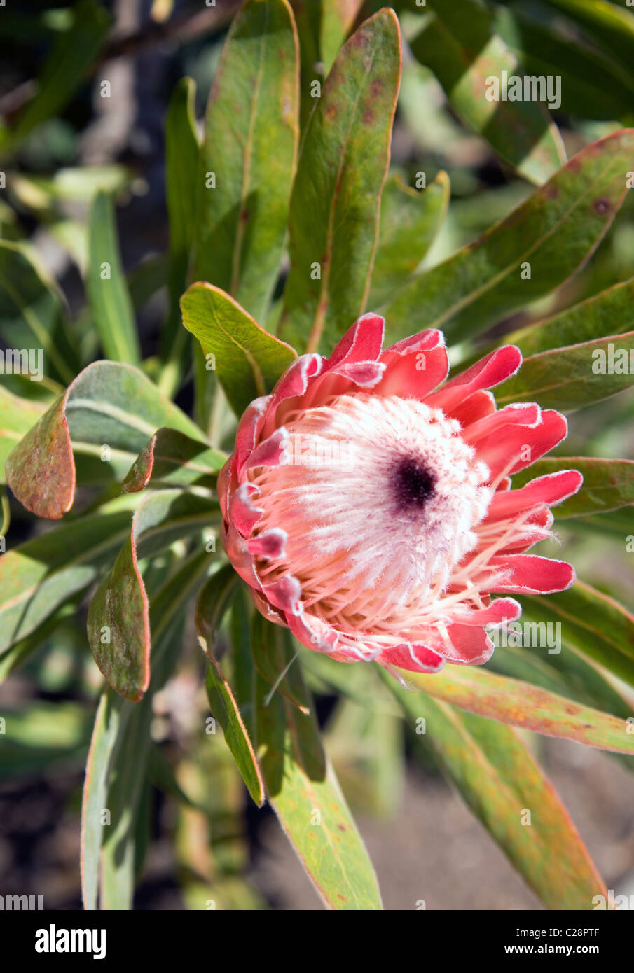 Protea repens Banque de photographies et d’images à haute résolution ...