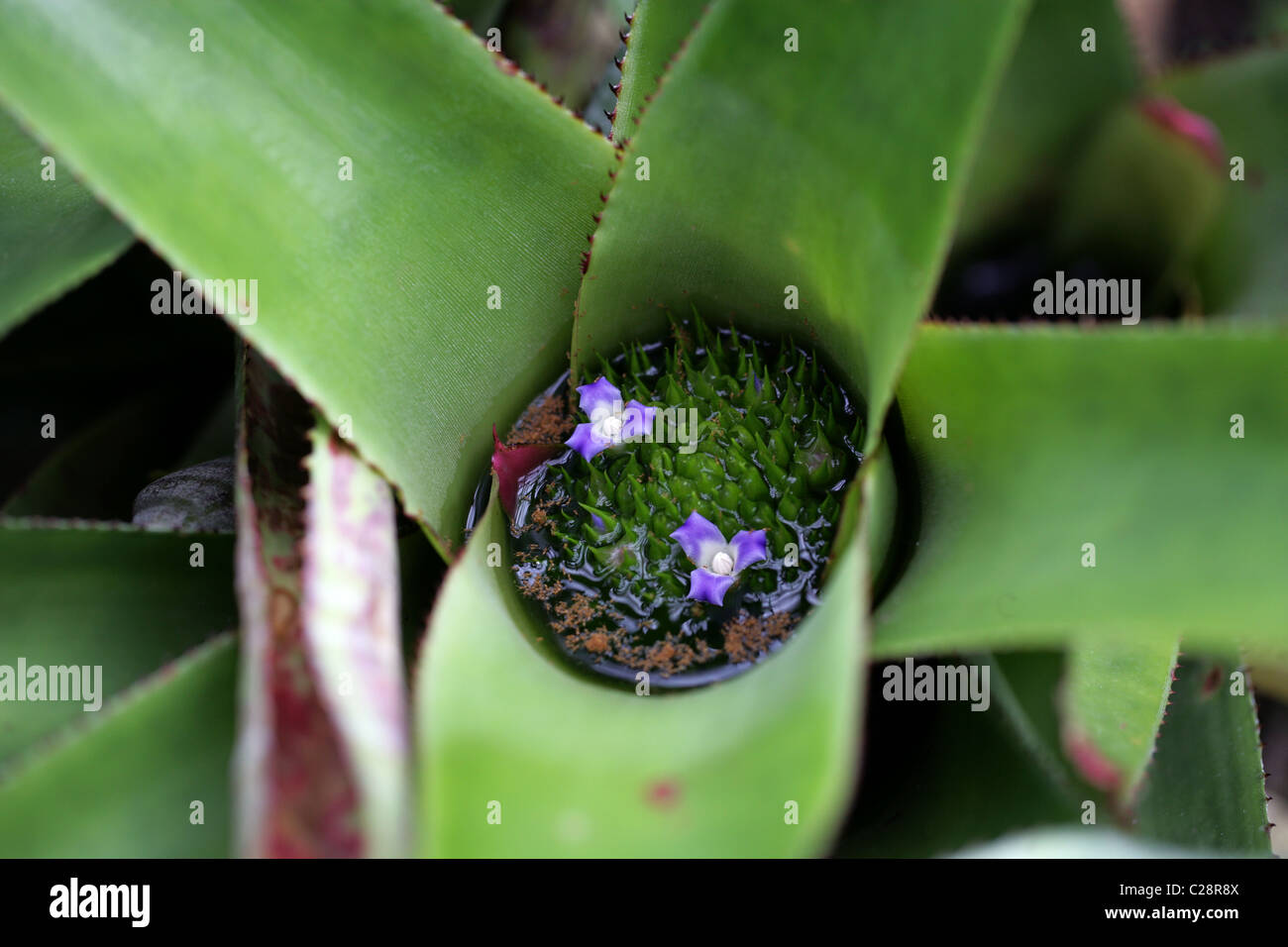 Le bromélia, l'Aechmea spp., Bromeliaceae, au Brésil Photo Stock - Alamy