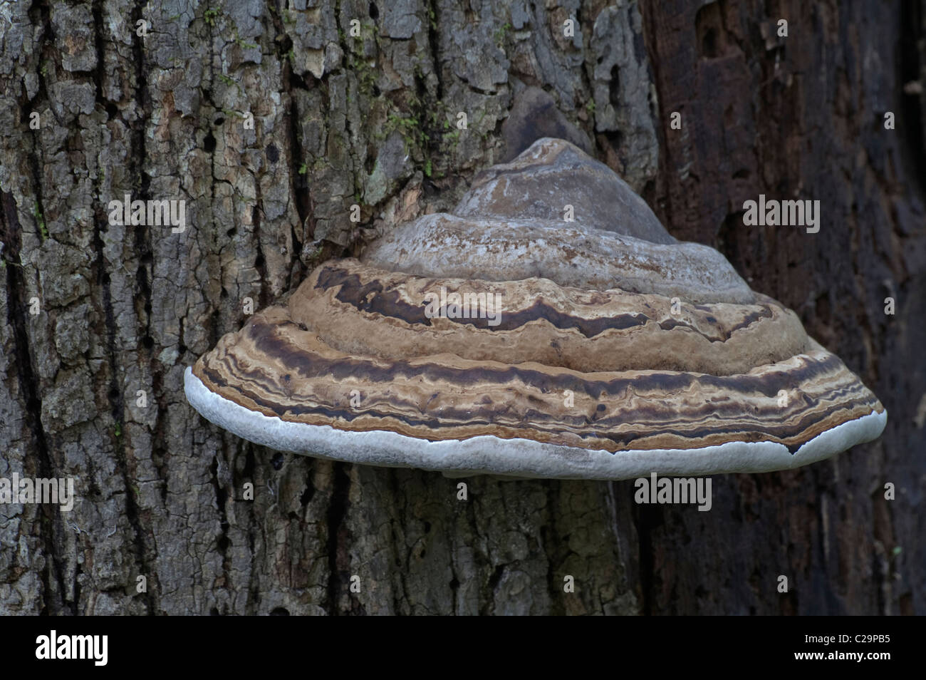 Ganoderma applanatum Banque de photographies et d’images à haute ...