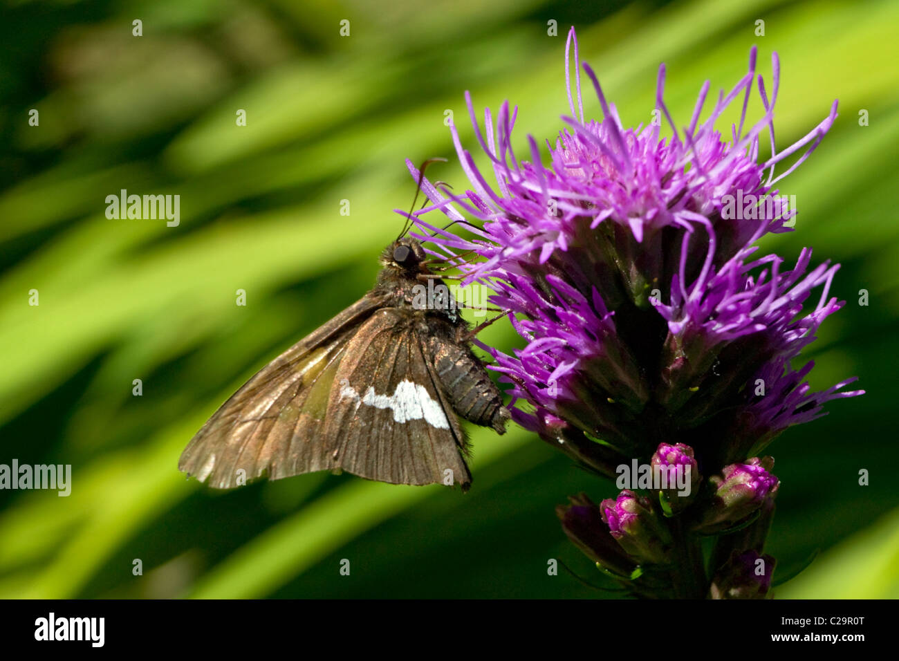 Papillon de nuit marron Banque de photographies et d’images à haute ...