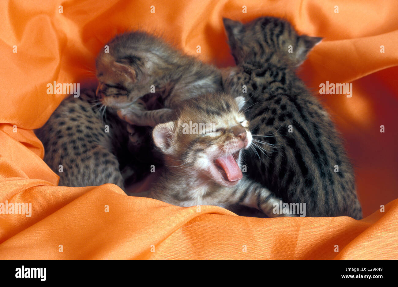 Chatons nouveaux nés Banque de photographies et d’images à haute ...