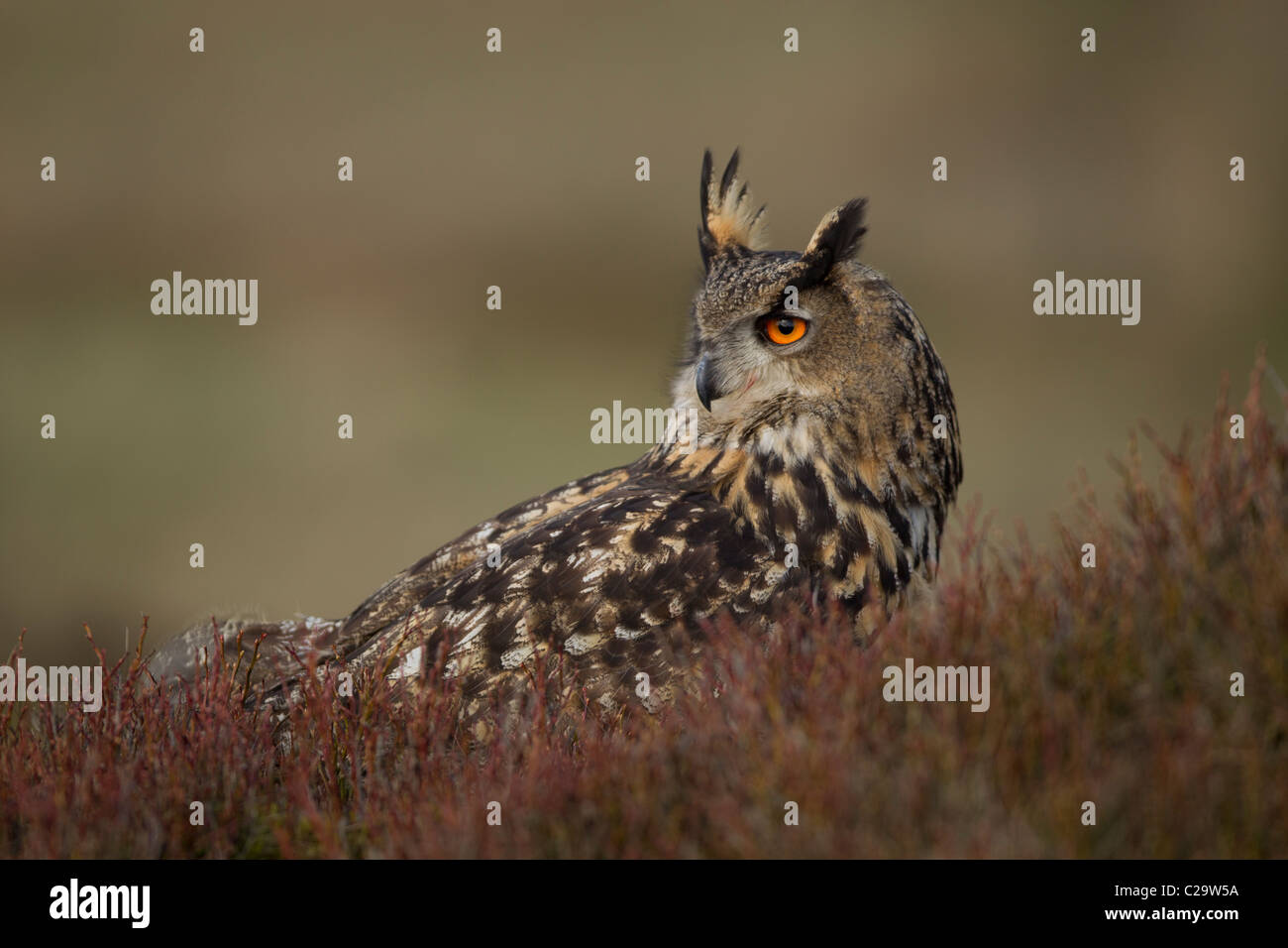 Le Grand-duc (Bubo bubo) est une espèce de grand-duc résidant dans une ...