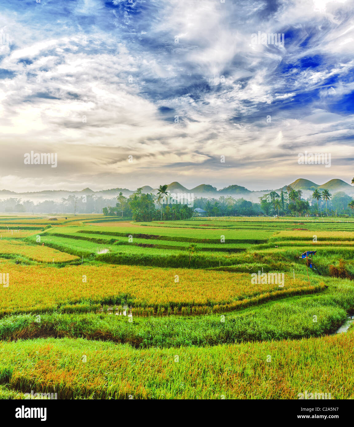 Panorama du champ de riz paddy. Philippines Photo Stock - Alamy