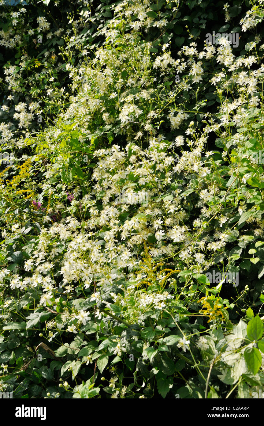 Clematis paul farges Banque de photographies et d’images à haute ...