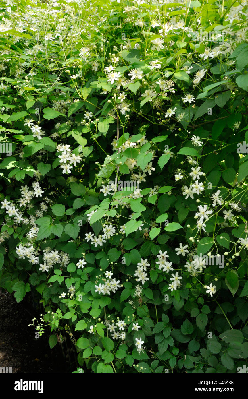 Clematis paul farges Banque de photographies et d’images à haute ...