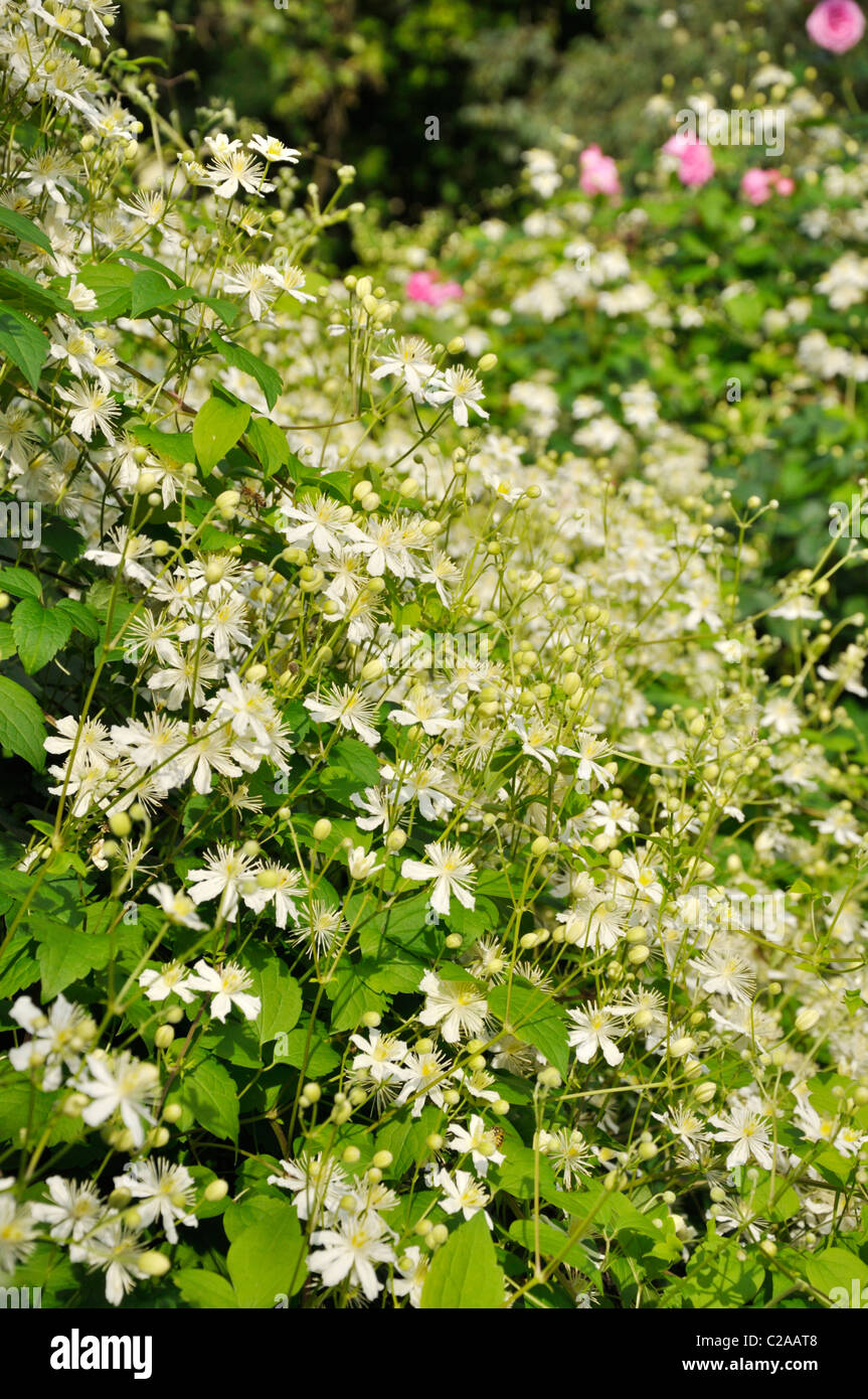 Clematis paul farges Banque de photographies et d’images à haute ...