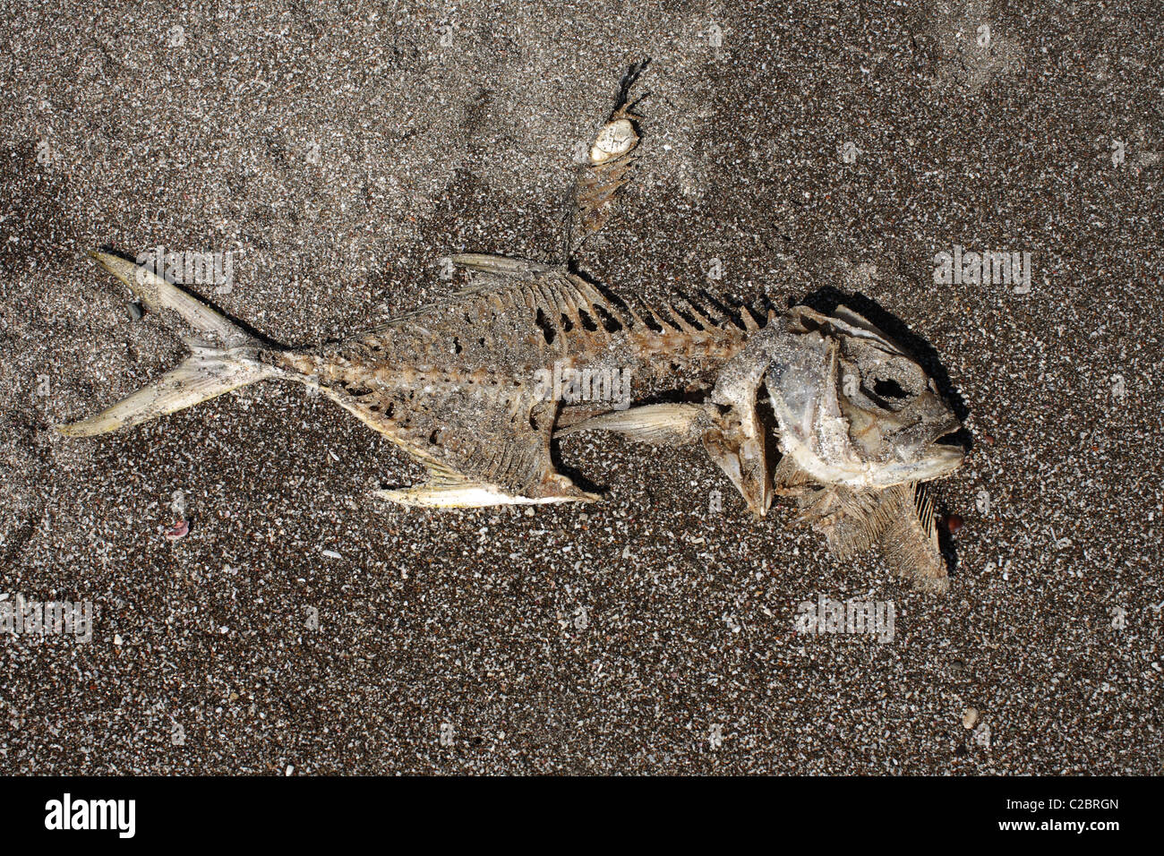 Squelette de poisson intact Banque de photographies et d’images à haute ...