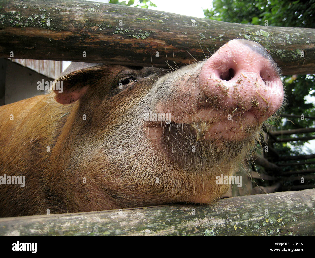 Une race de porc domestique Banque de photographies et d’images à haute résolution - Alamy