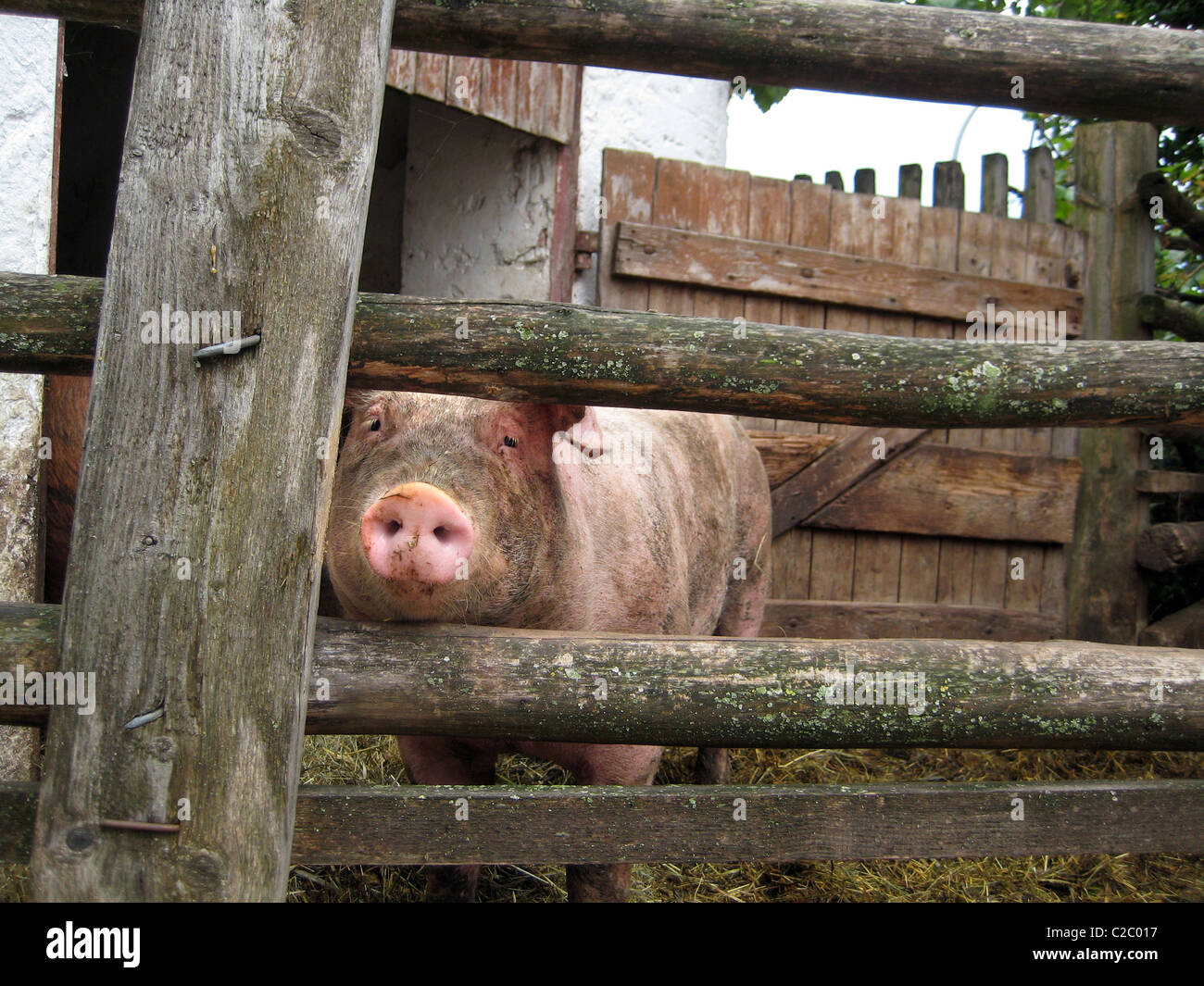 Race de porc allemande Banque de photographies et d’images à haute résolution - Alamy