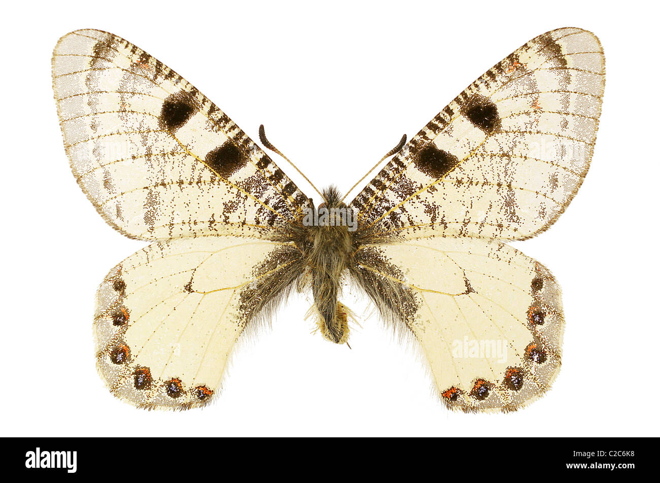 Archon apollinus Banque de photographies et d’images à haute résolution ...