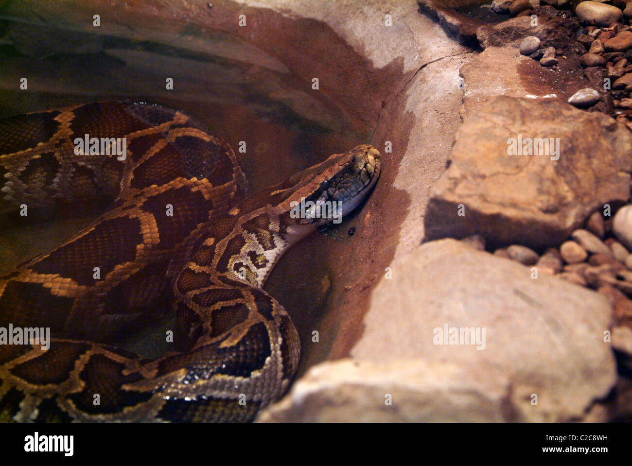 Python nature Banque de photographies et d’images à haute résolution ...