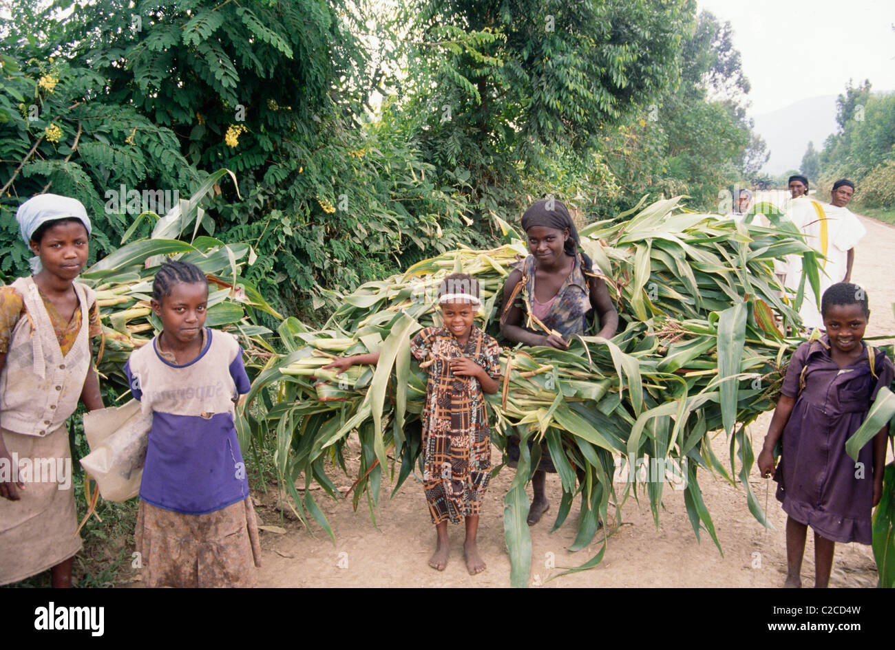 Merveille genette Banque de photographies et d’images à haute ...
