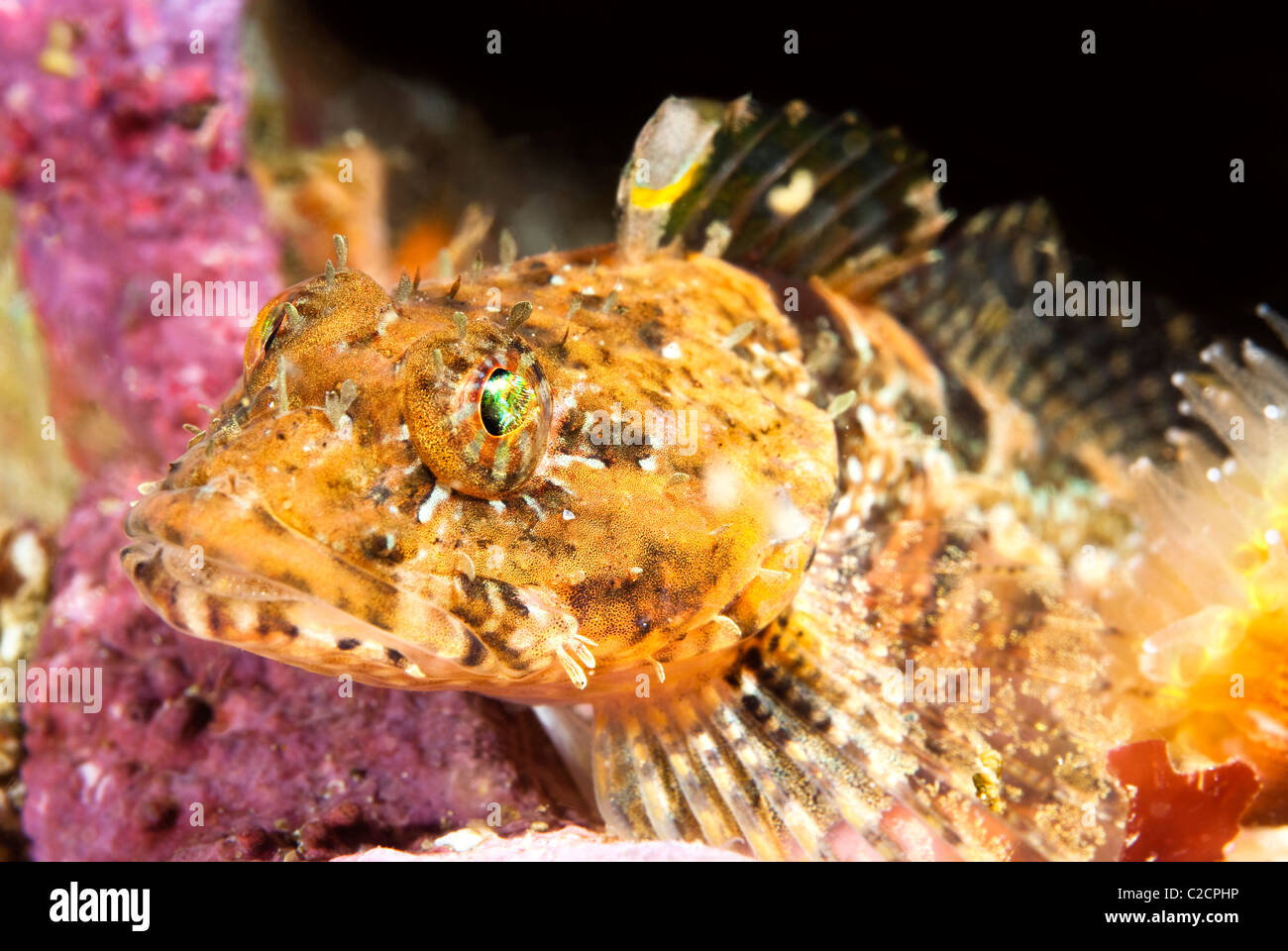 Poisson chabot Banque de photographies et d’images à haute résolution ...