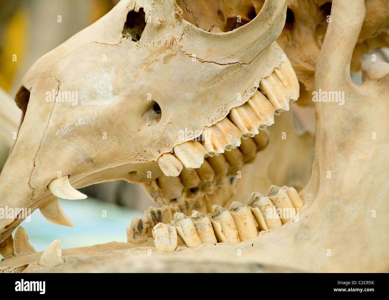 Os animal Banque de photographies et d’images à haute résolution - Alamy