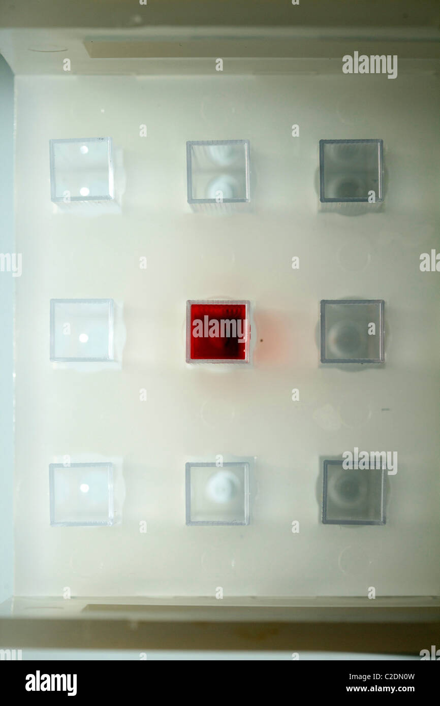 Laboratory cuvettes Banque de photographies et d’images à haute ...