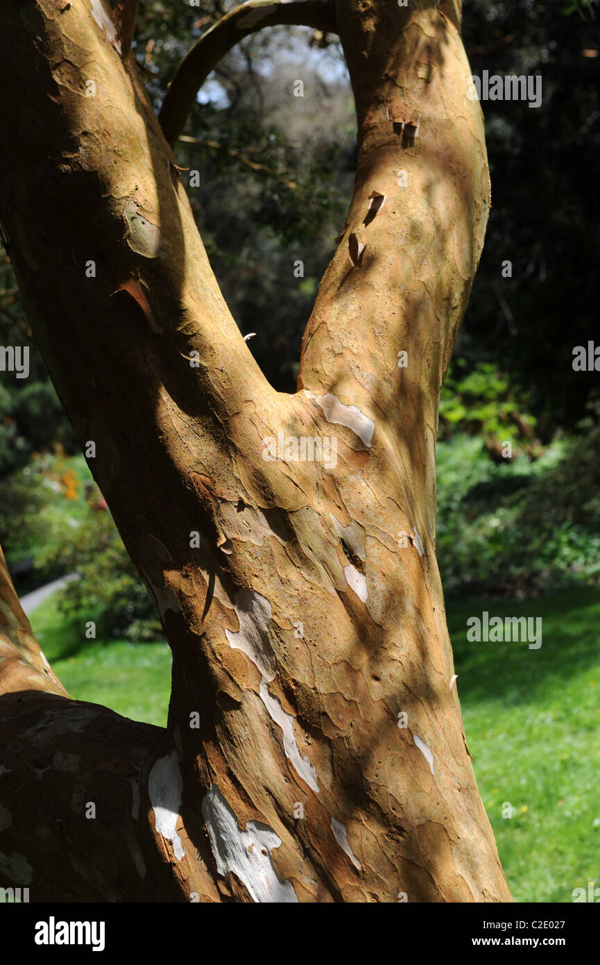 Luma apiculata Myrtle chilienne une espèce d'arbre dans le genre Luma ...