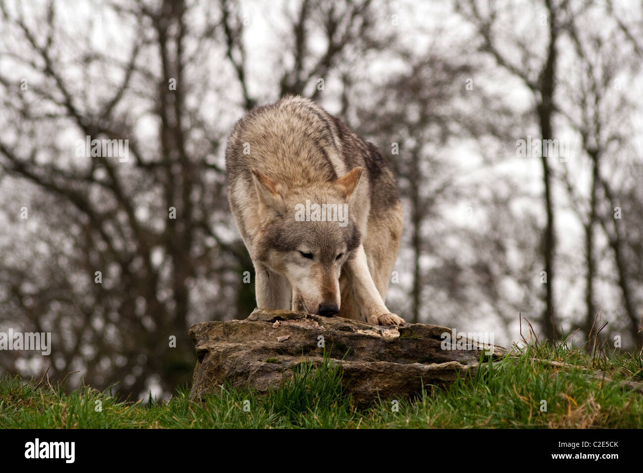 Loup Qui Mange Banque d'image et photos - Alamy