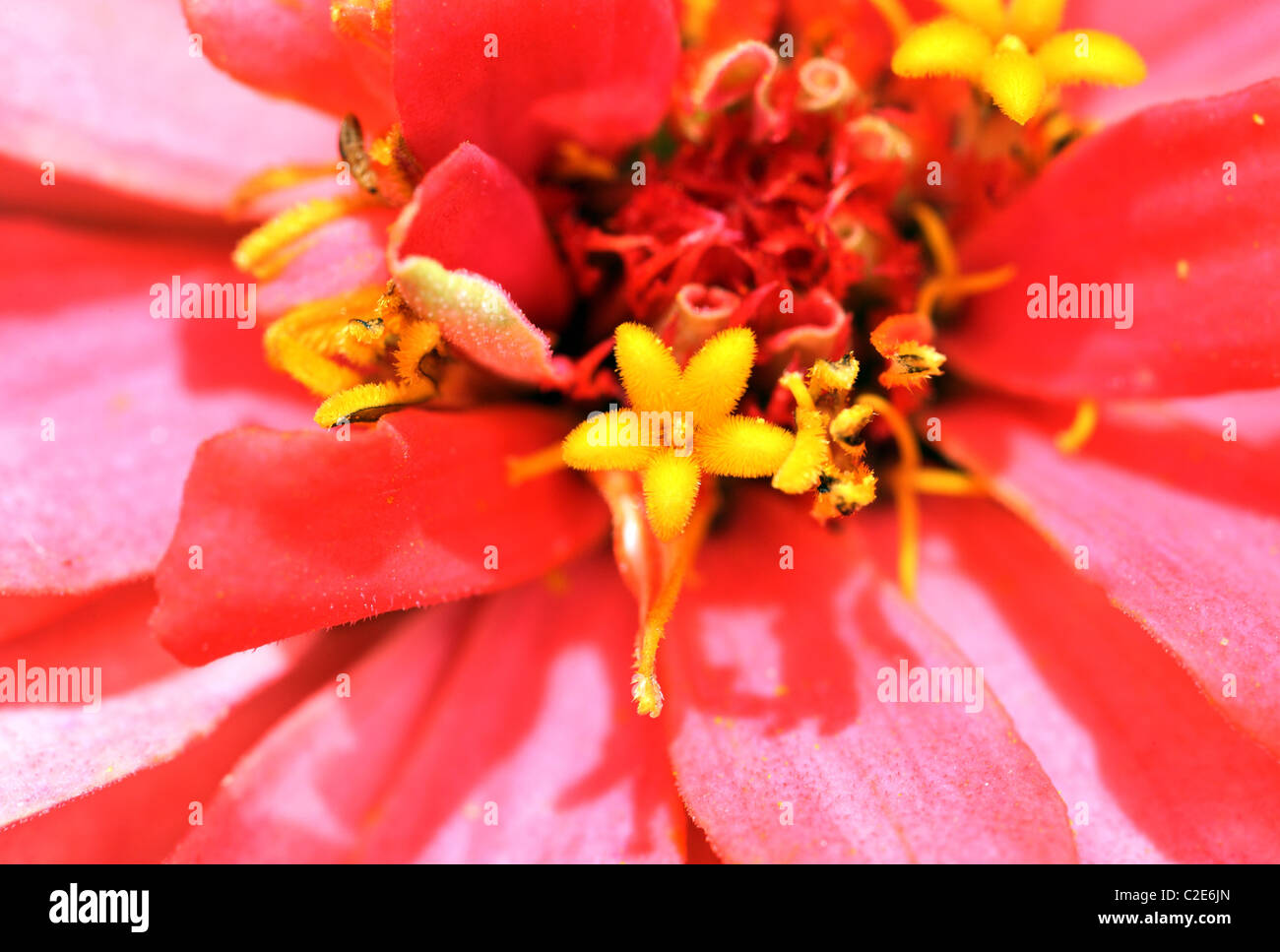 Le pistil Banque de photographies et d’images à haute résolution - Alamy