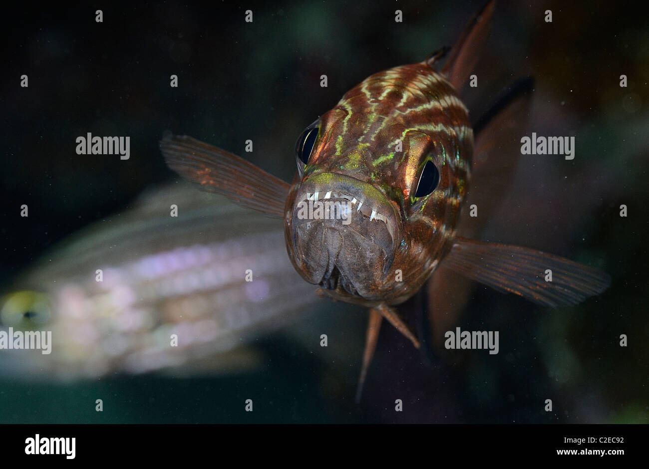 Poisson tigre Banque de photographies et d’images à haute résolution ...