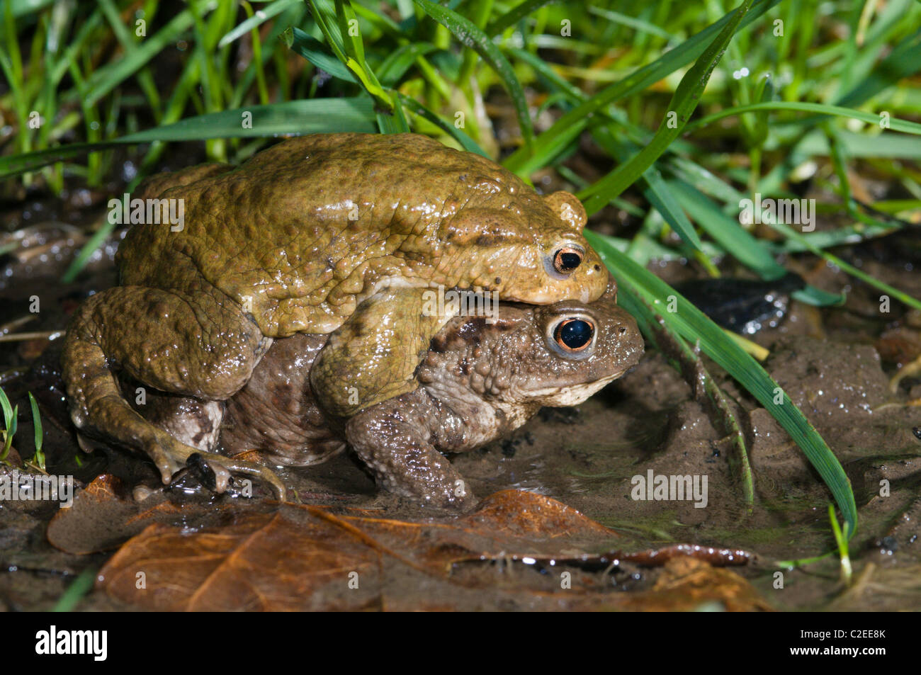 Mating toads Banque de photographies et d’images à haute résolution - Alamy