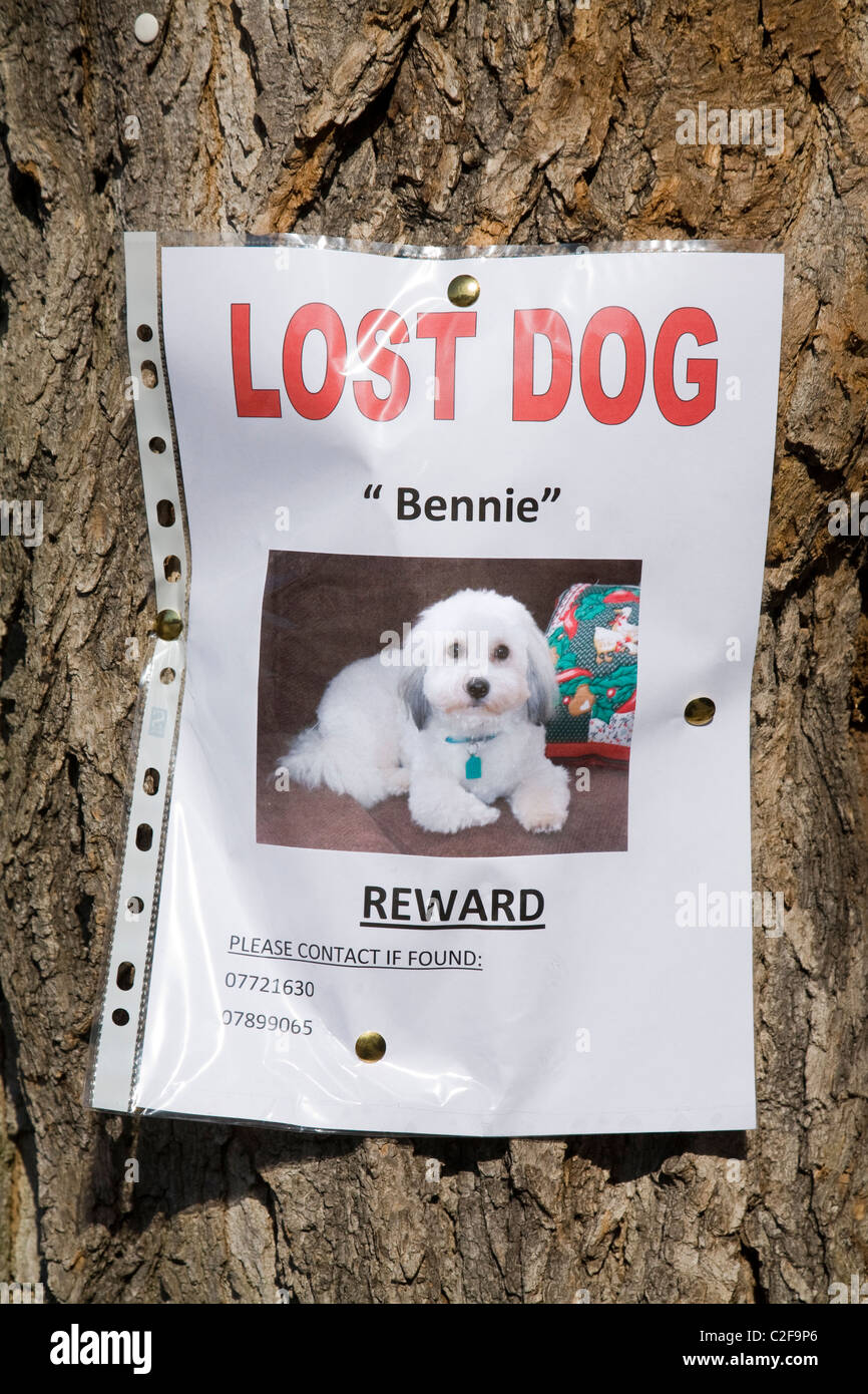 Affiche pour un chien perdu / animal qui offre une récompense ...