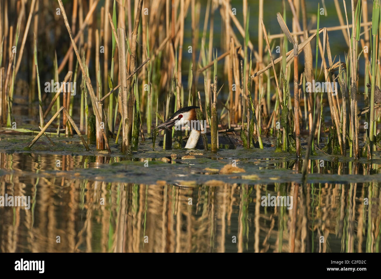 Lago di viverone Banque de photographies et d’images à haute résolution ...