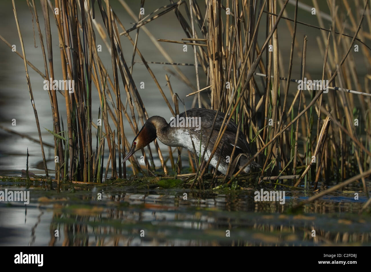 Lago di viverone Banque de photographies et d’images à haute résolution ...