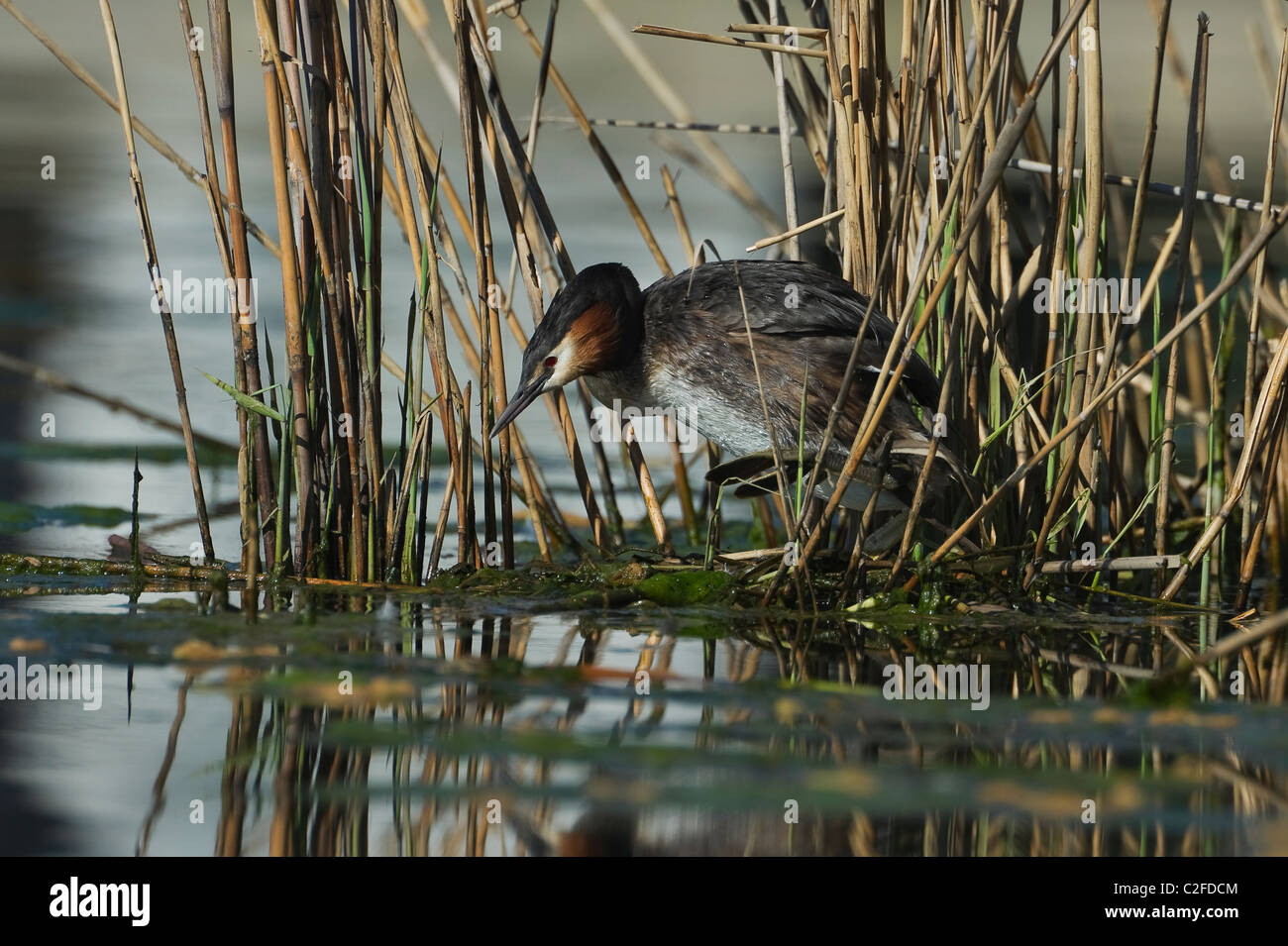 Lago di viverone Banque de photographies et d’images à haute résolution ...