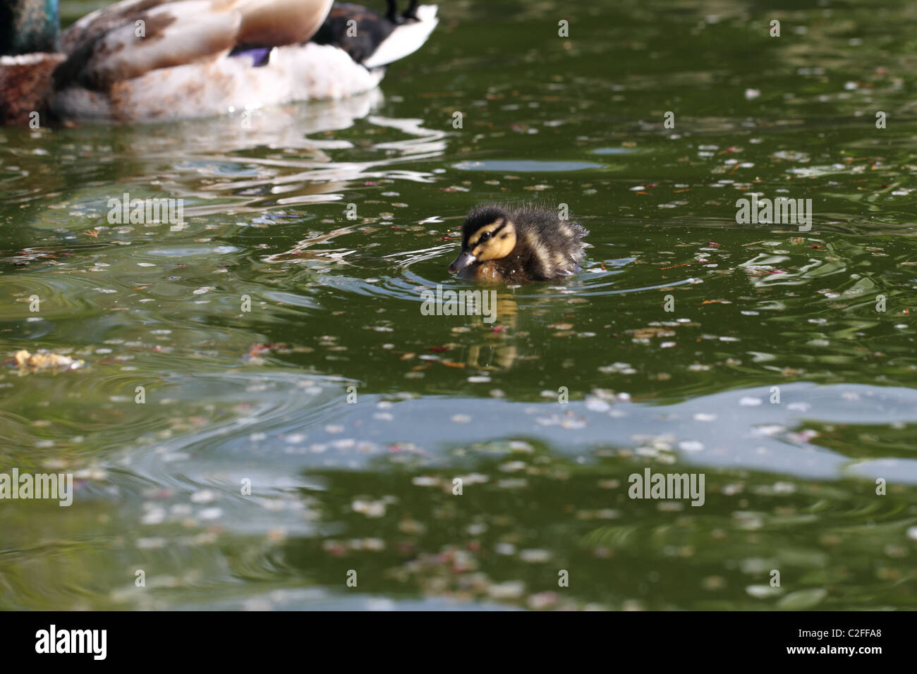 Petit Canard dans un étang du parc de natation avec sa mère Photo Stock ...